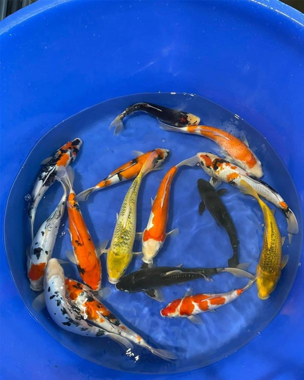Lot de 11 Koi 25/35cm Japon mix (Koi Nisai) • Ni-Koï, votre spécialiste ...