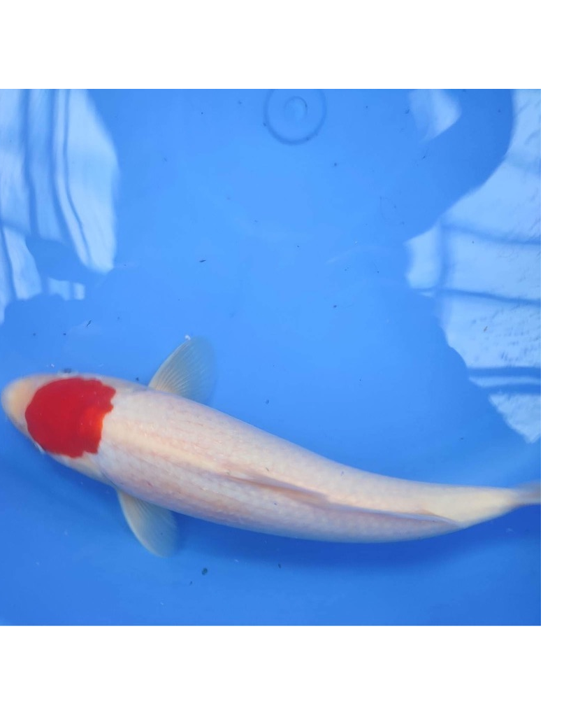 Koi Japon Koda HQ Tancho 39cm (Koi Nisai) • Ni-Koï, votre spécialiste ...