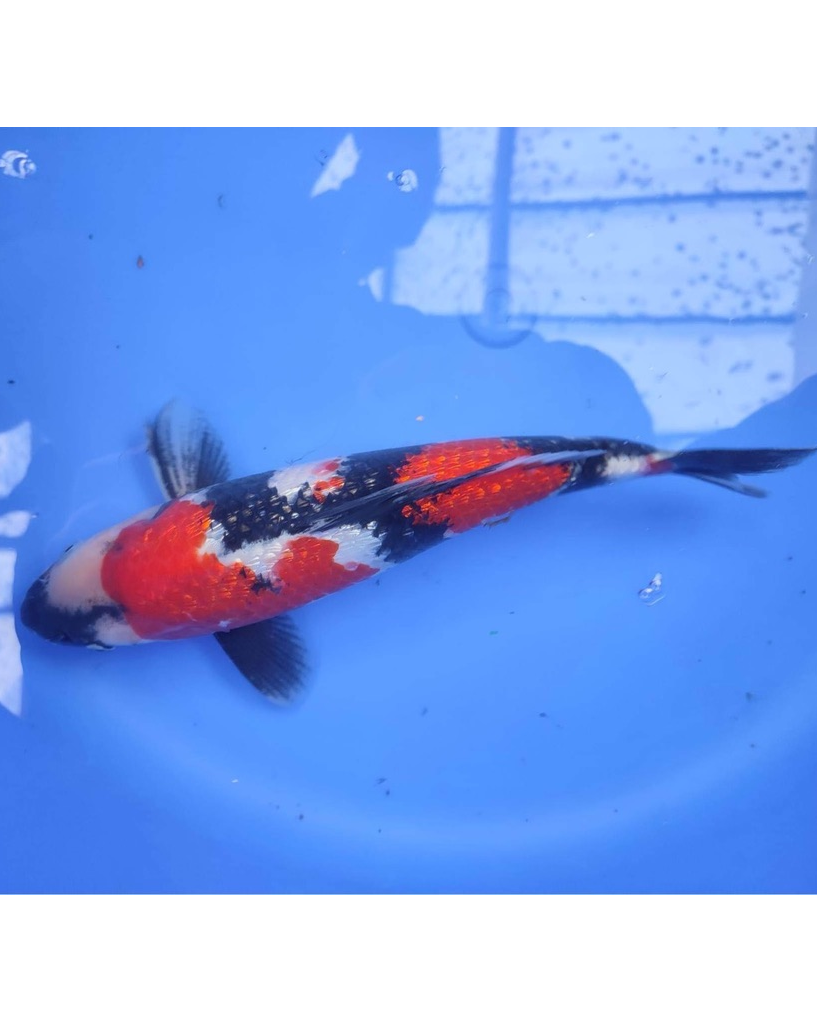 Prix Carpe Koi 40 Cm